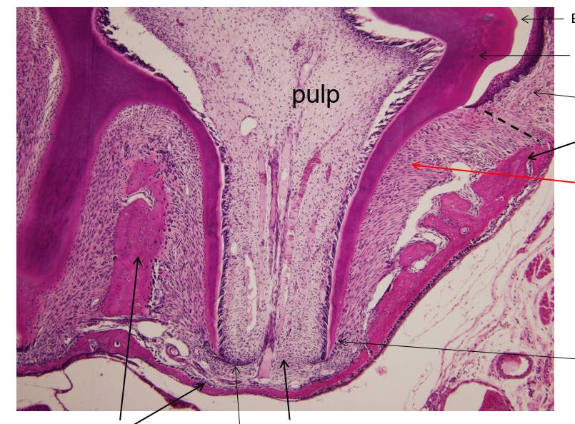 Tooth Histology Labeled