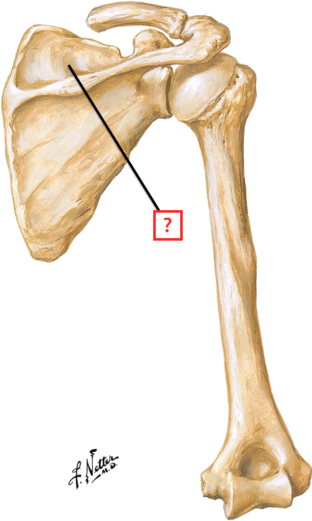 Humerus Unlabeled