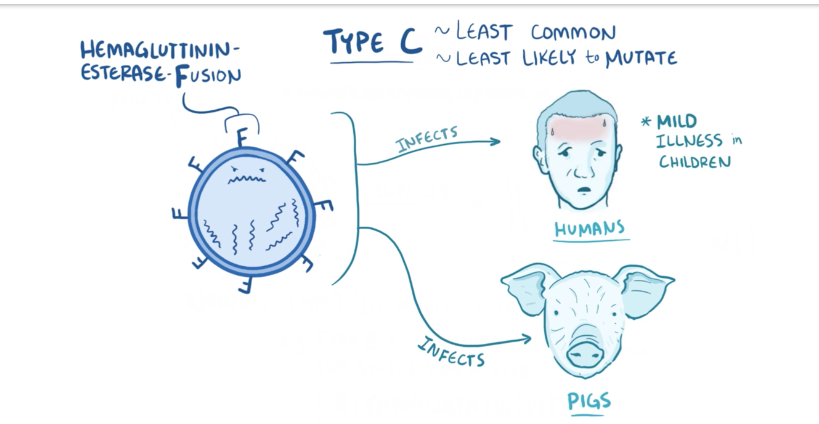 Influenza Flashcards | Memorang