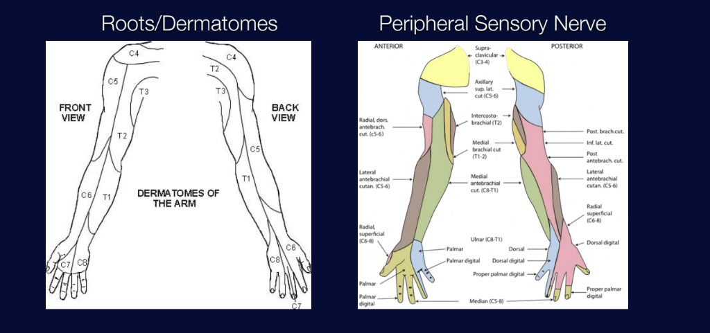 Peripheral Nerves Flashcards | Memorang