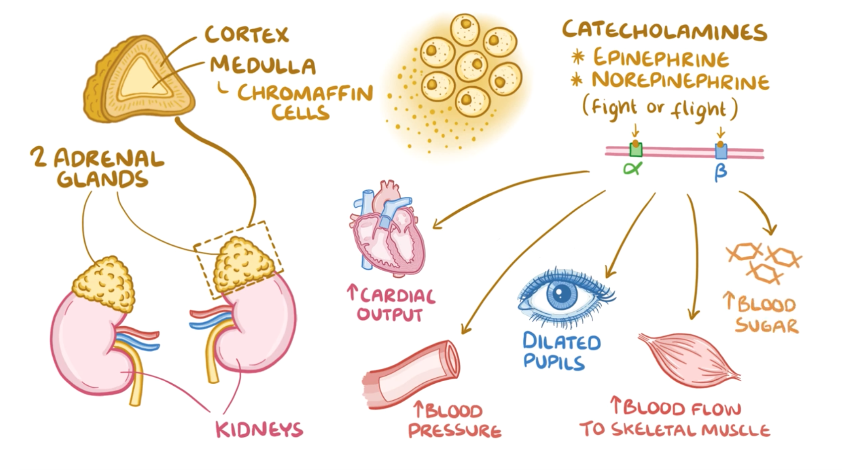 Pheochromocytoma Flashcards | Memorang