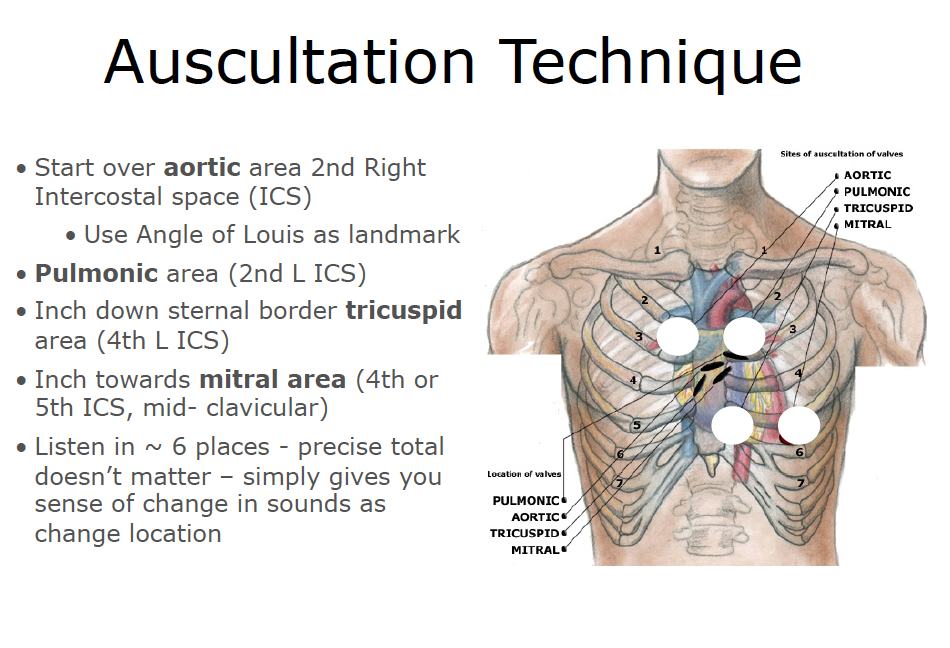 Aortic And Pulmonic Areas