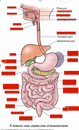 Upper Gi Anatomy Upper GI Gummed Tract