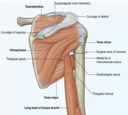 Intertubercular Groove Medial Lip