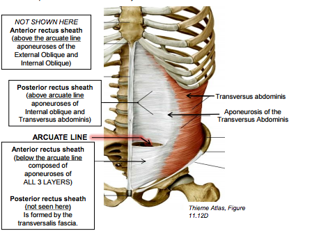 Posterior Rectus Sheath Above Arcuate Line