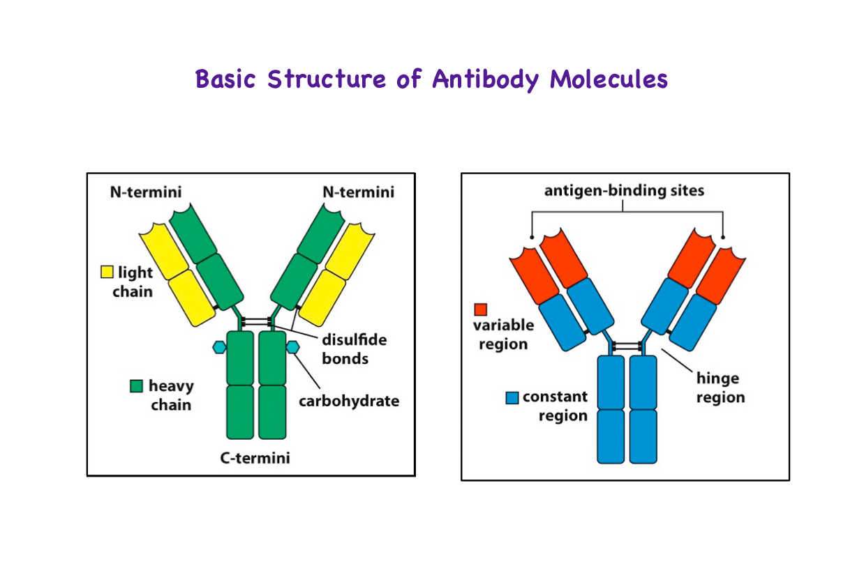 Antibody Structure