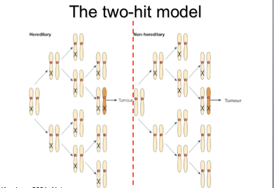 Geneticss Flashcards | Memorang