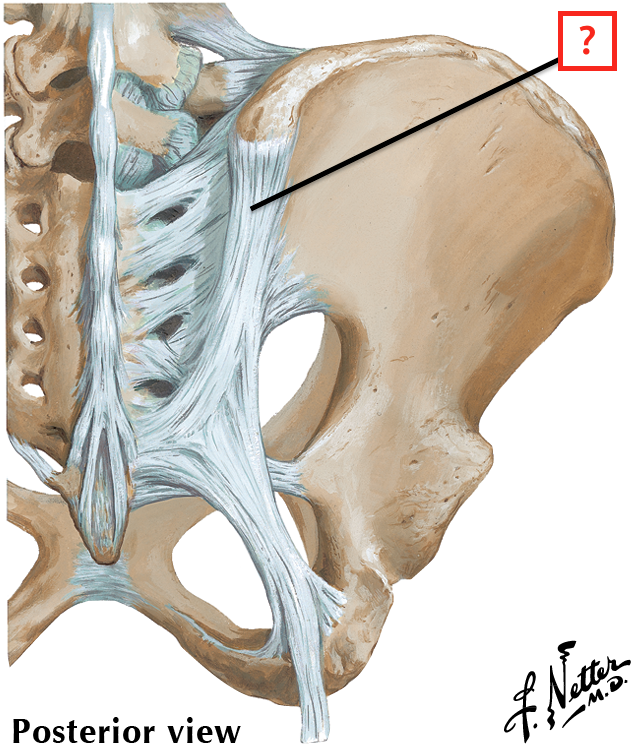 Posterior Sacrococcygeal Ligament