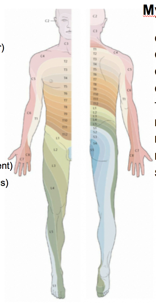 Dermatomes/Myotomes Flashcards | Memorang