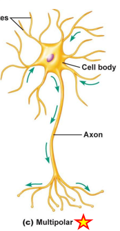 D1.Neuro.E1.2.NS.Development Flashcards | Memorang