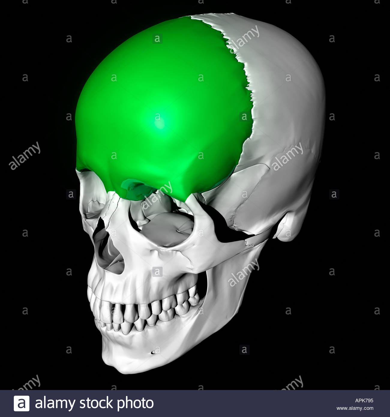 Skull Flashcards | Memorang