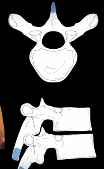 Anatomy Flashcards | Memorang