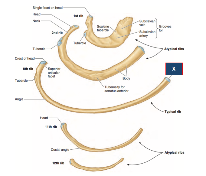 Typical Ribs Anatomy