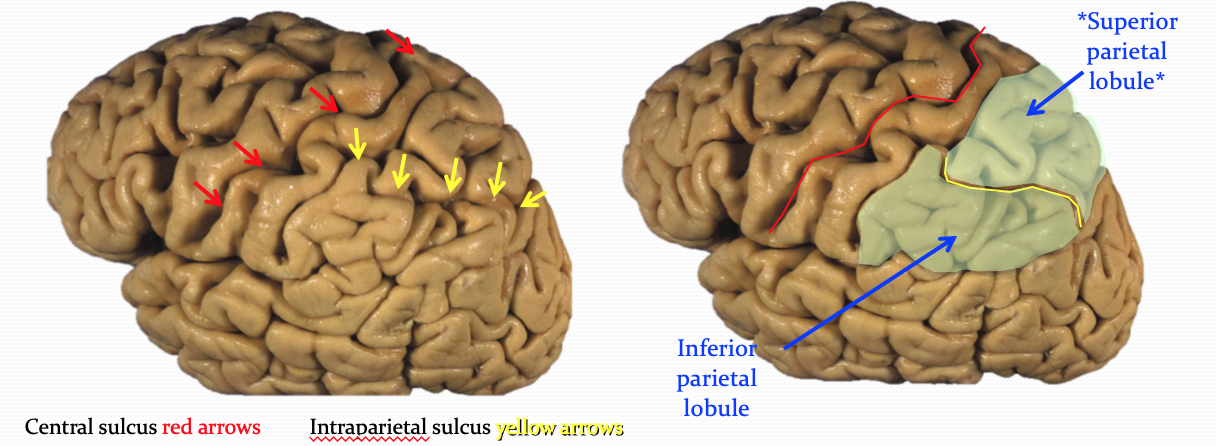 Intraparietal Sulcus