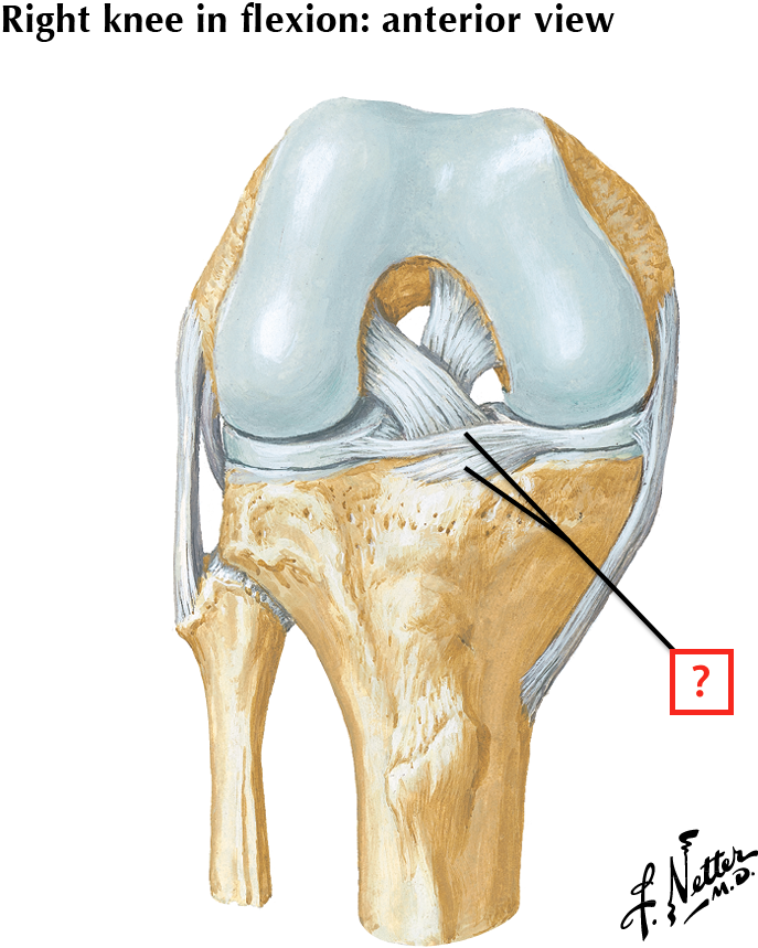 Ligaments Of The Knee Netter