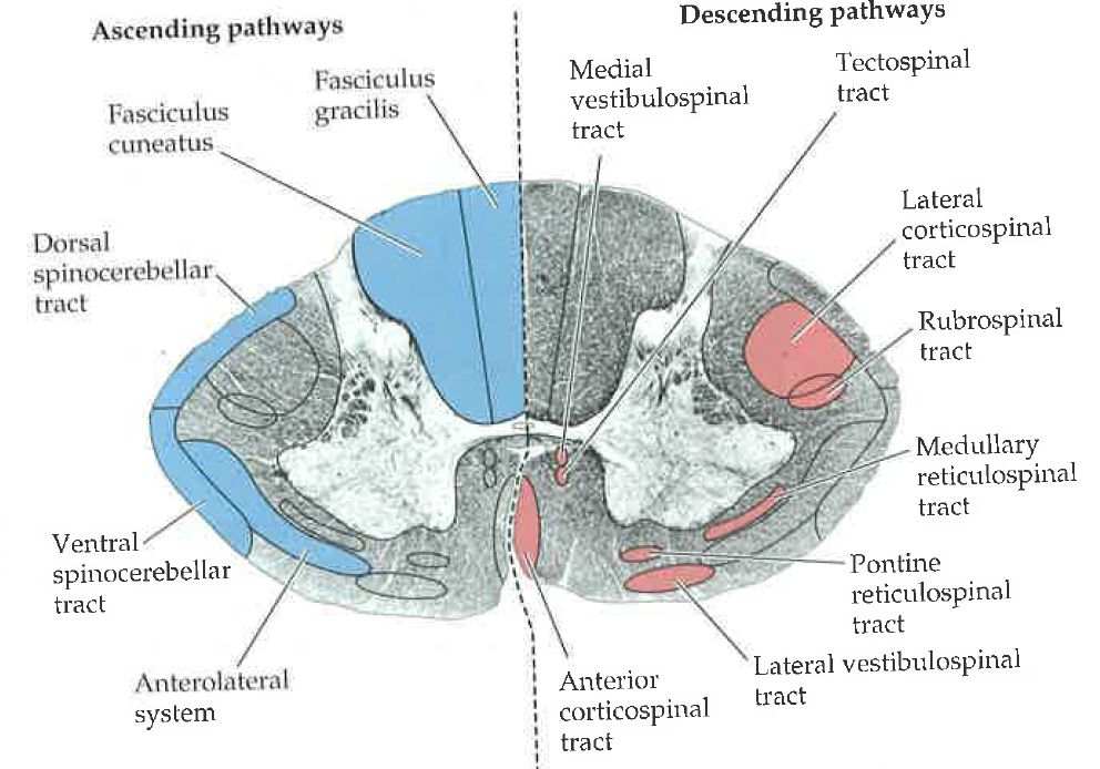 Dorsal Spinocerebellar Tract