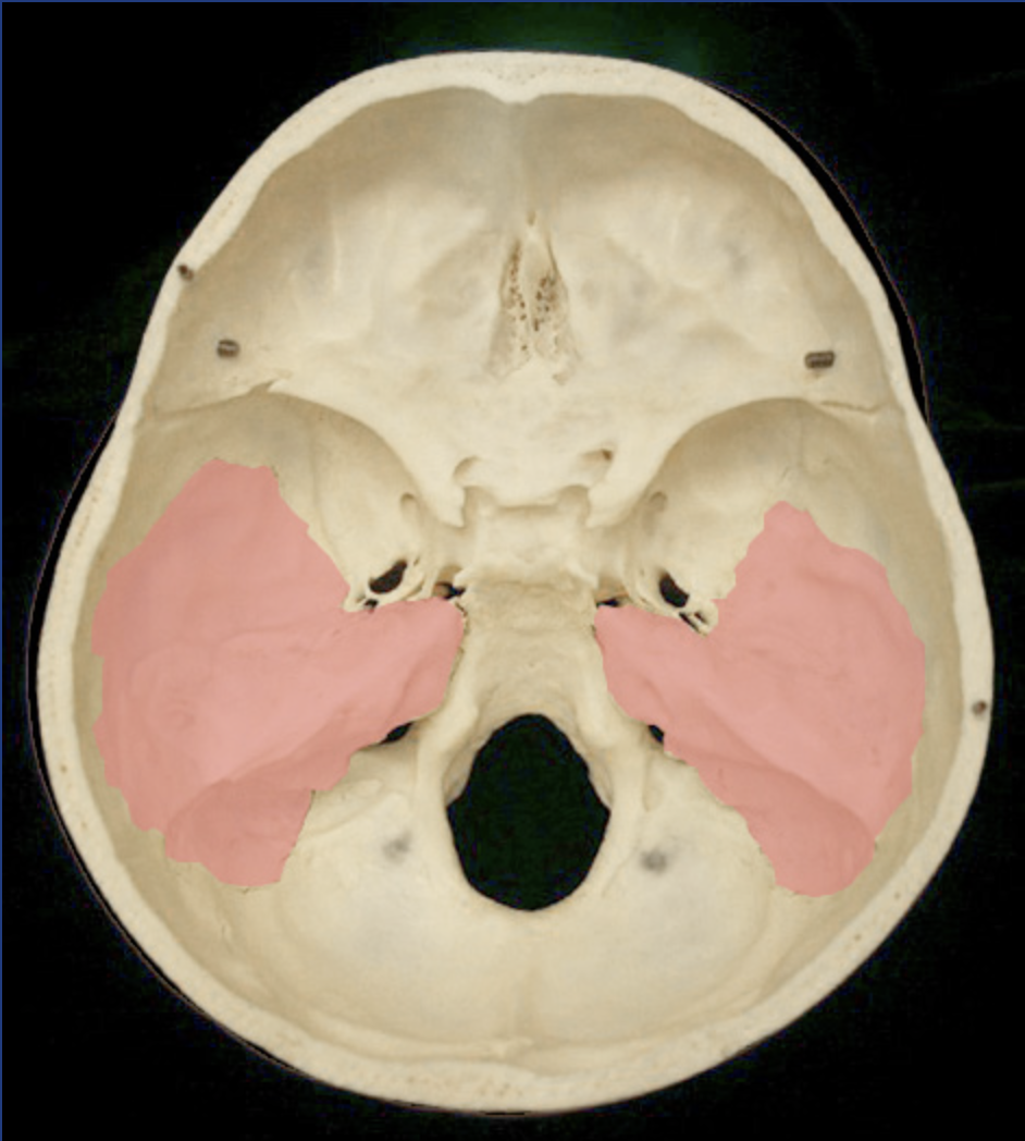 Skull Flashcards | Memorang