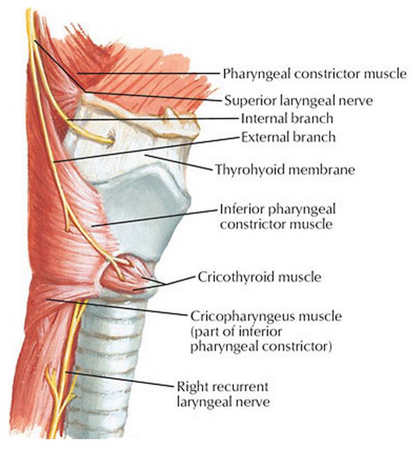 Inferior Pharyngeal Constrictor