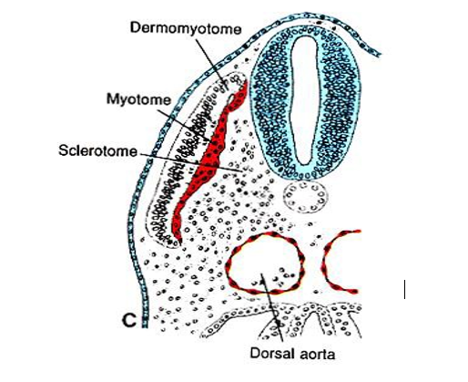 Sclerotome Dermatome Myotome