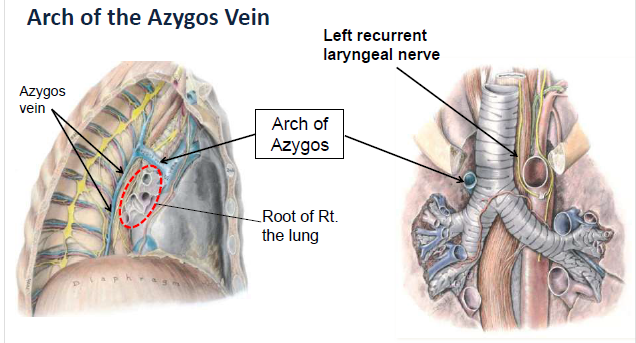 Azygos Vein Lung
