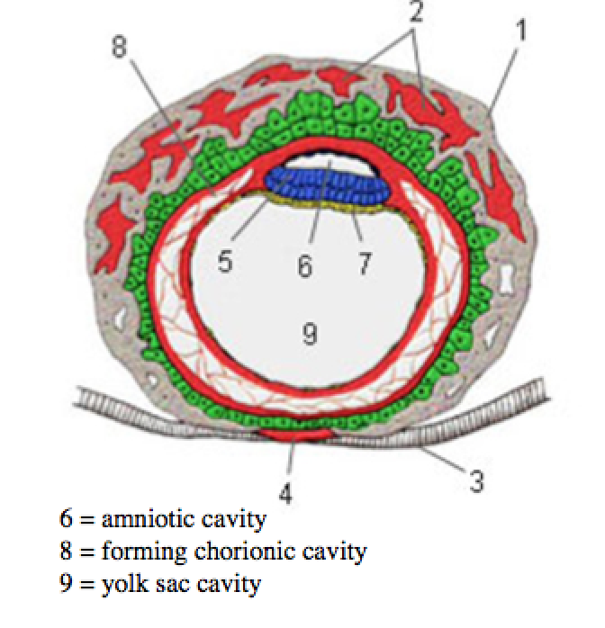 Chorionic Cavity