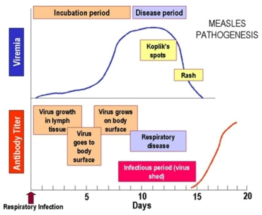 C7T3L04 Viral Skin Infections Flashcards | Memorang