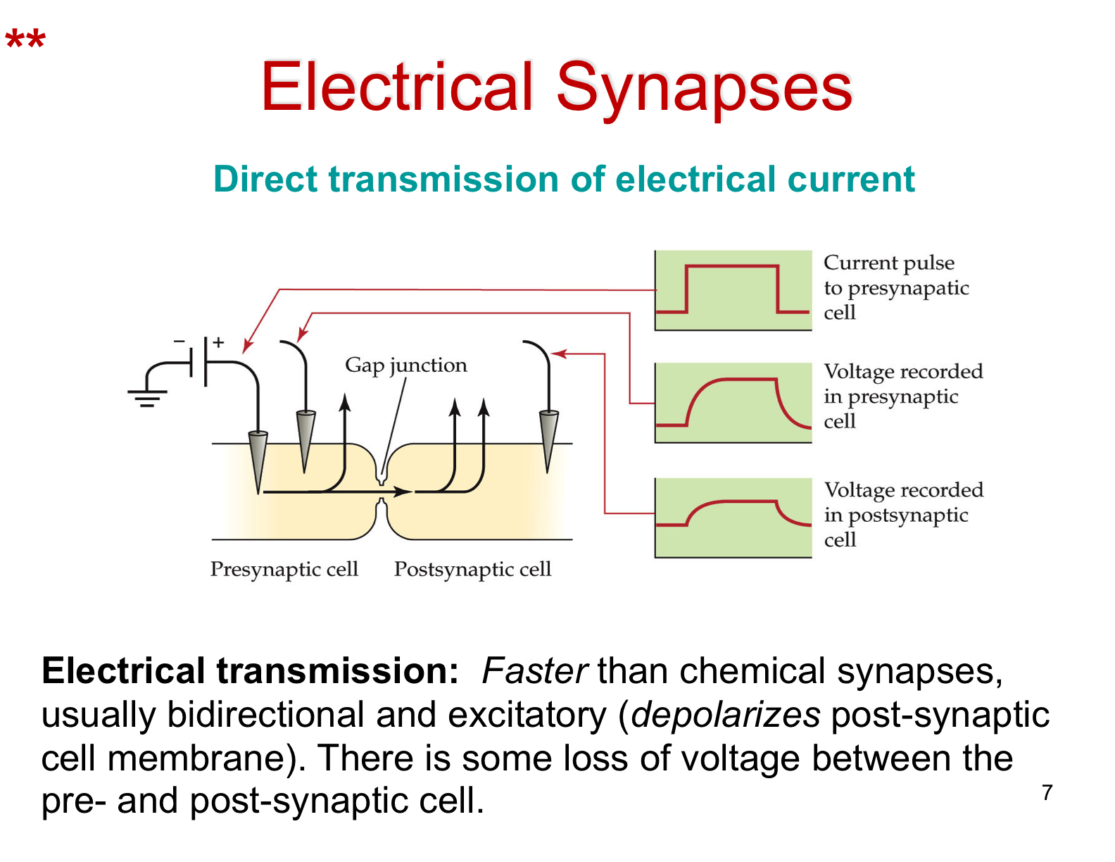 Electrical Synapse Gap Junction