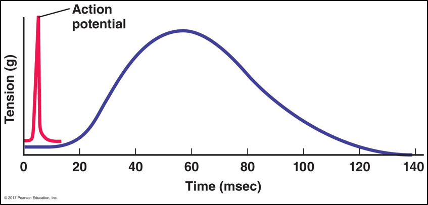 Physiology Flashcards Memorang