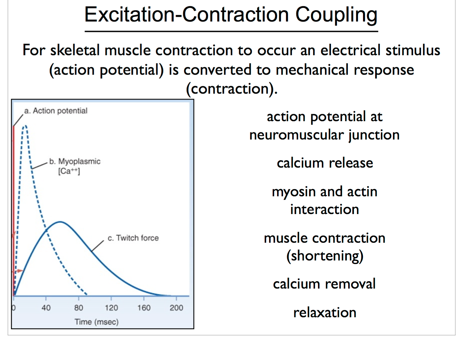 Skeletal Muscle Action Potential