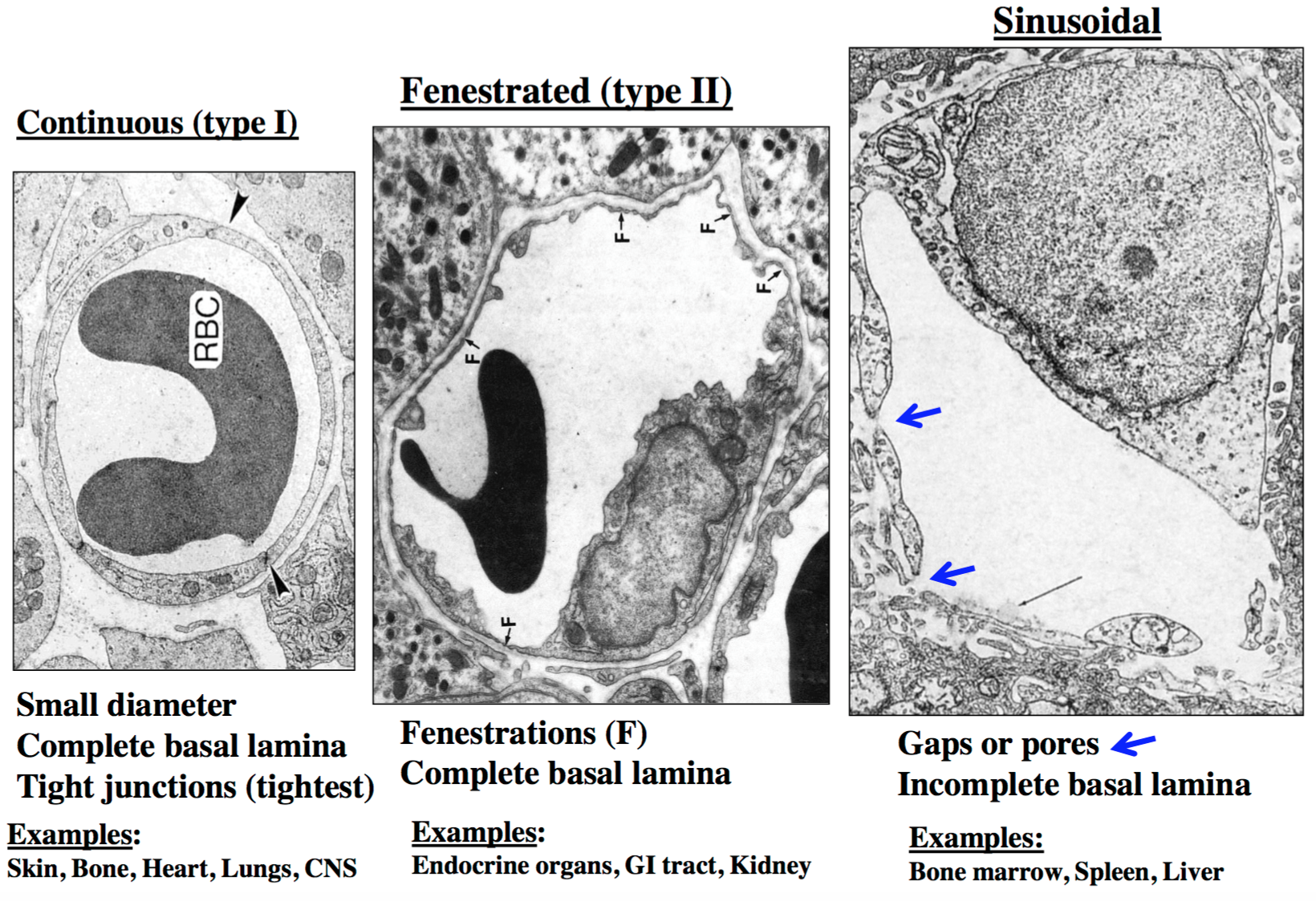 Fenestrated Capillary Histology