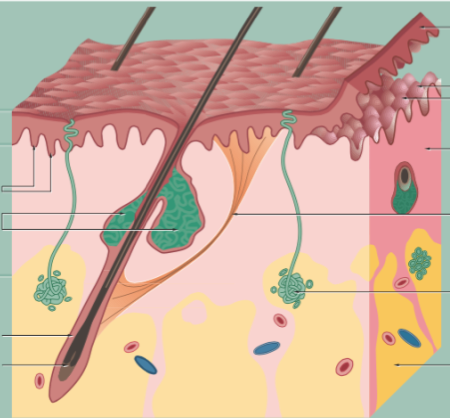 Skin Flashcards | Memorang