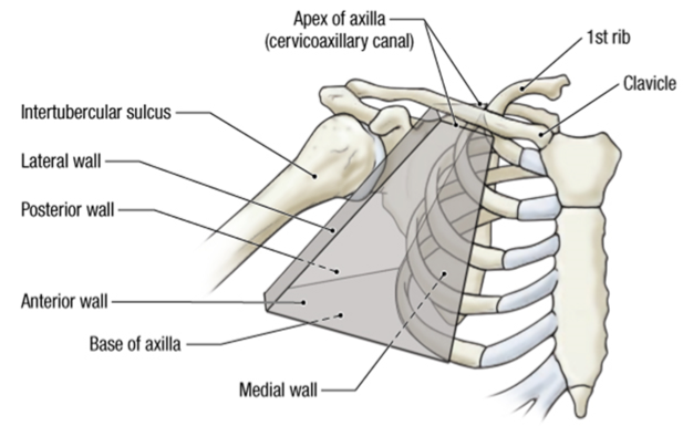 Posterior Axillary Fold