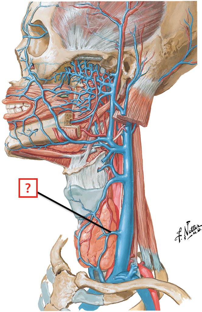 Thyroid Gland Anatomy Netter