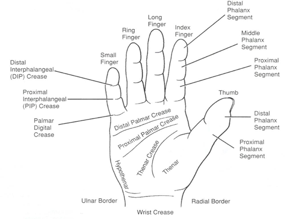 Distal And Proximal Crease In Hand