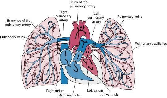 Pulmonary Capillaries Location