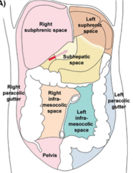 Mesentery, Peritoneum, Retroperitoneum Flashcards | Memorang