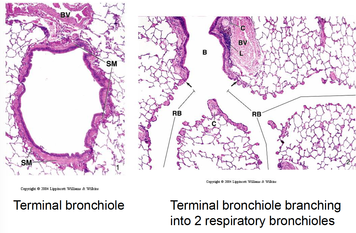Terminal Bronchioles Histology