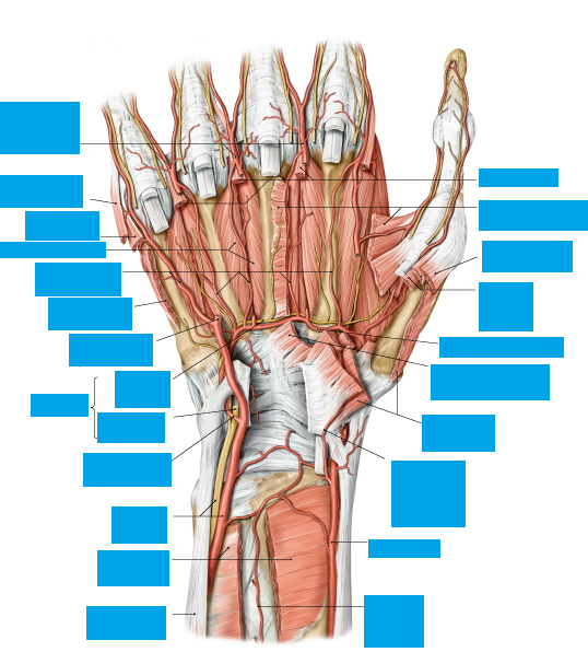 Palm Flashcards | Memorang