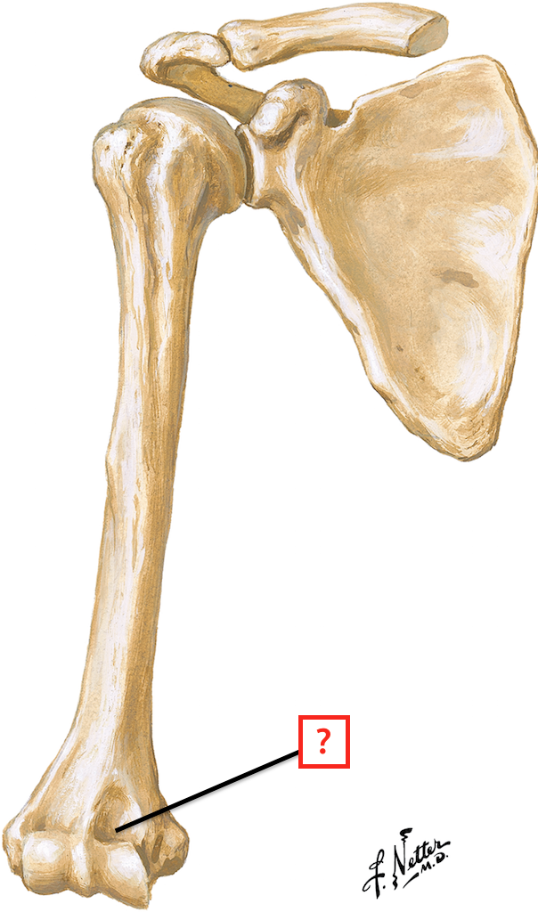 Scapula Anterior