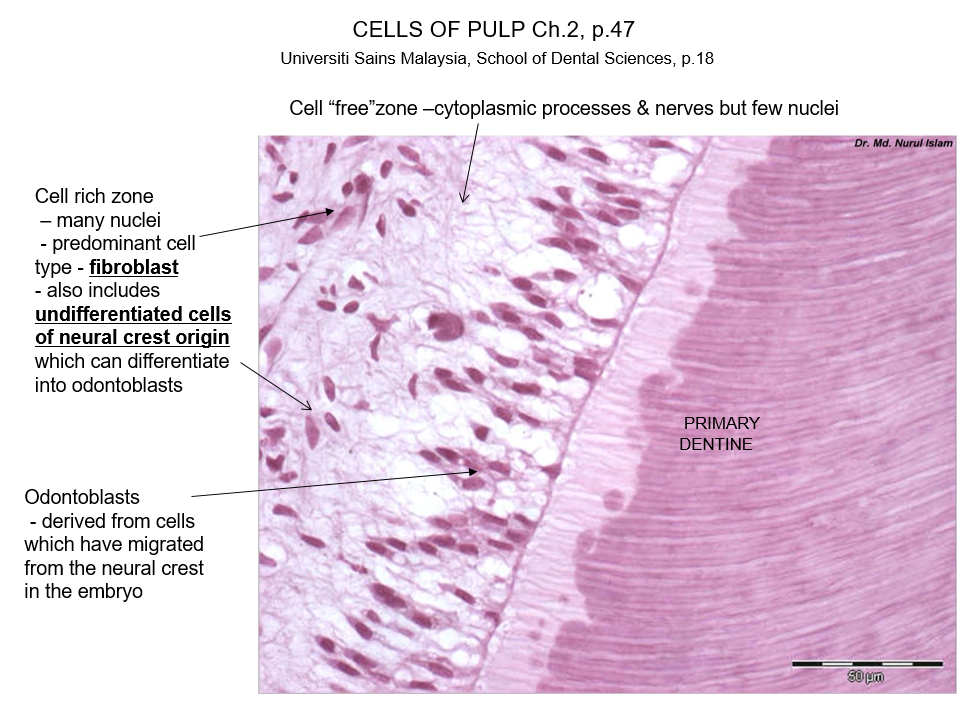 Pulp Cavity Histology