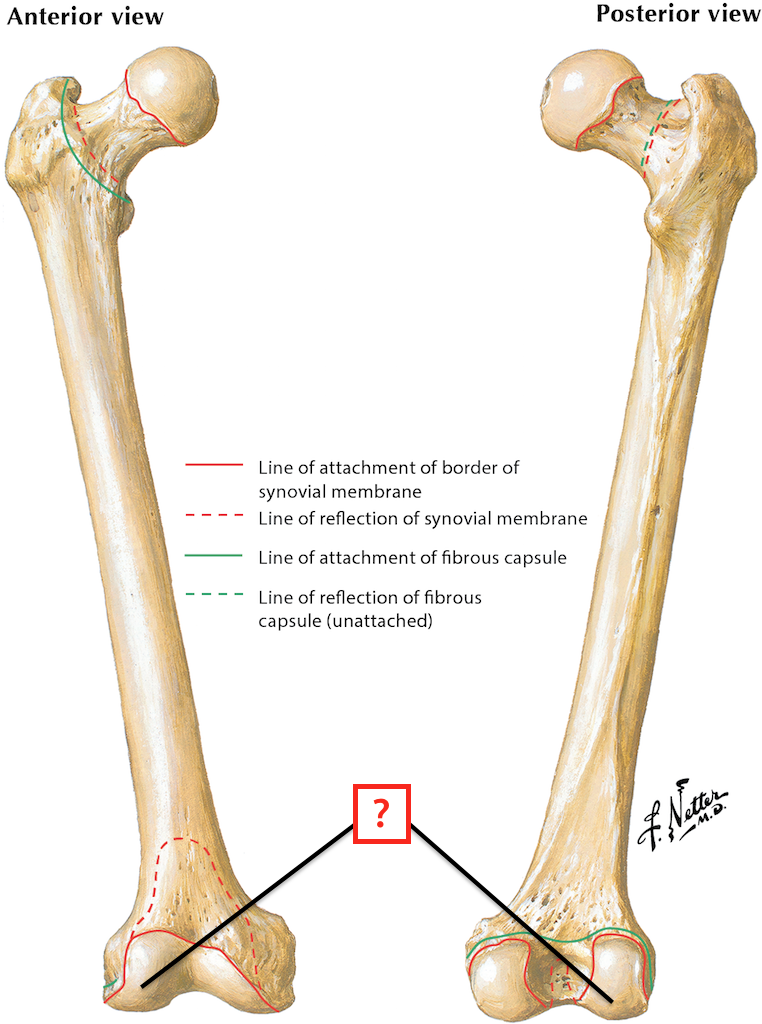 Femur Anatomy Netter Netter's Clinical Anatomy, 4th Edition (2019)