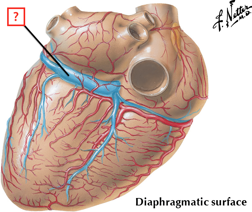 Coronary Arteries Netter
