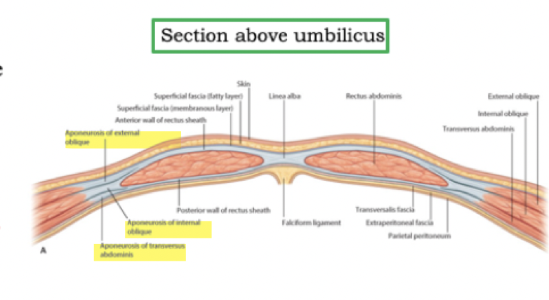 Transversalis Fascia