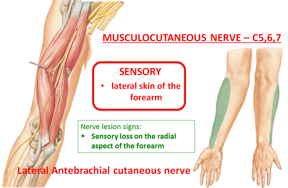 Musculocutaneous Nerve Innervation