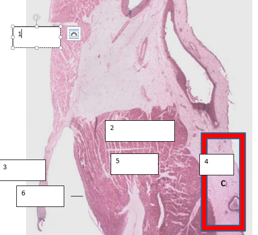 Histology Flashcards | Memorang