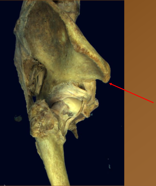 Practical Flashcards | Memorang