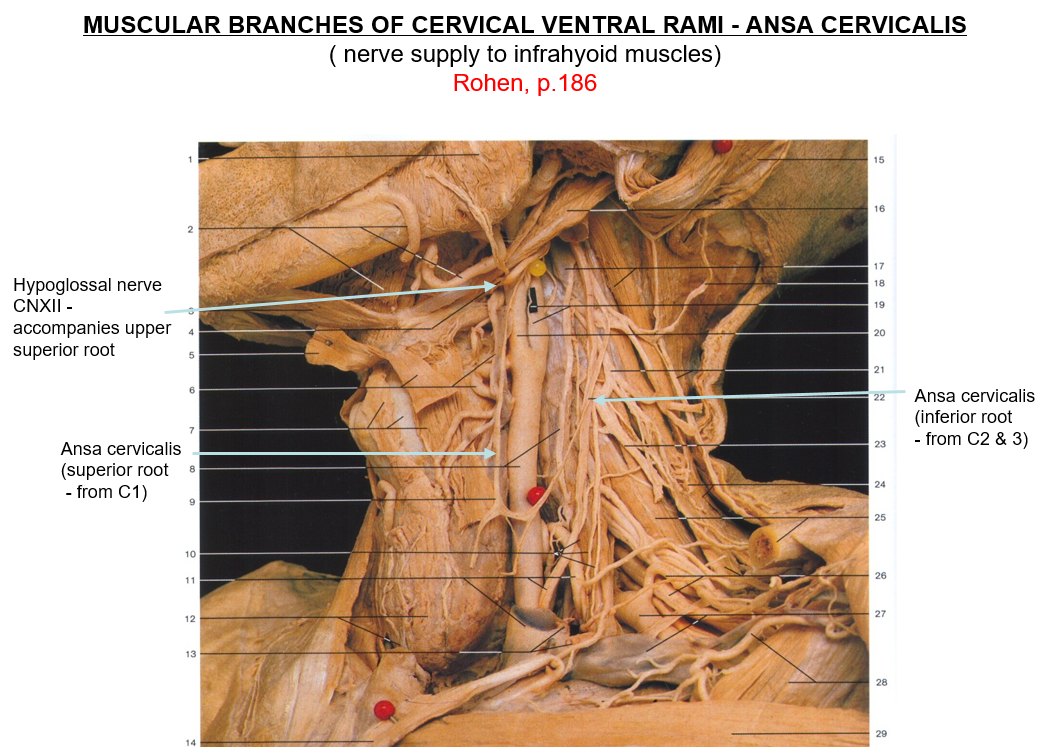 Cervical Plexus Cadaver