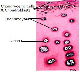 Cartilage Flashcards | Memorang