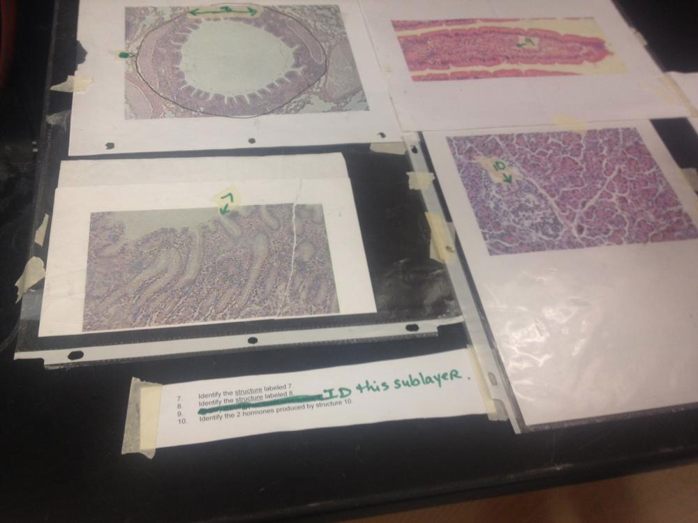 Labpract3 Flashcards Memorang