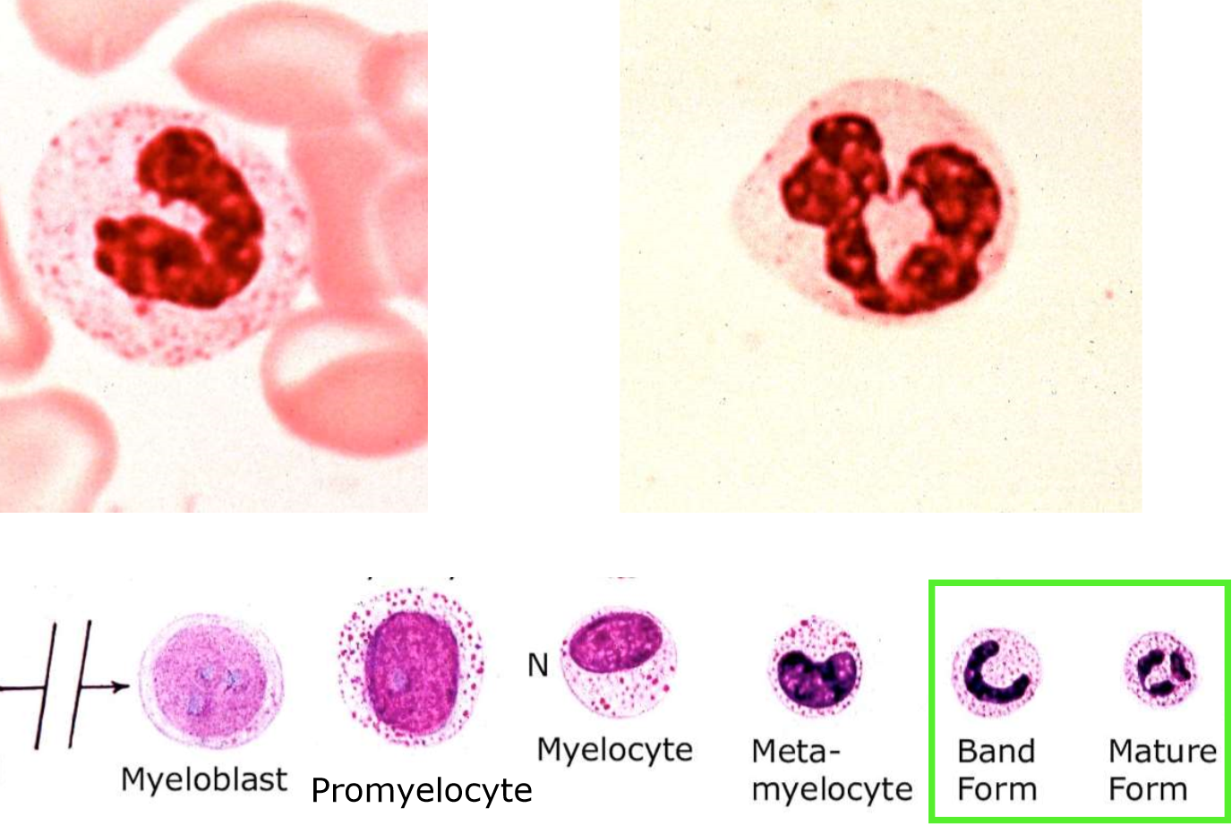 Myelocytes